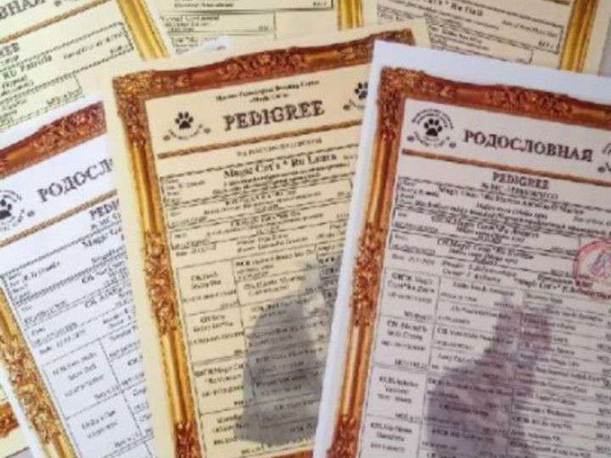 Родословная для кошки/Метрики/Сертификаты
