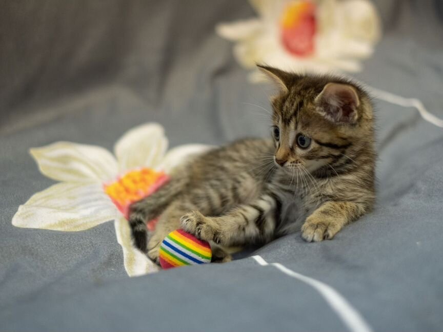 Кошка
