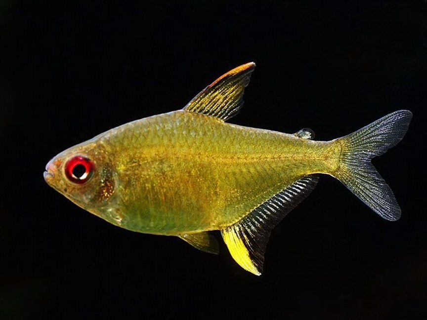 Тетра Лимонная (Hyphessobrycon Pulchripinnis)
