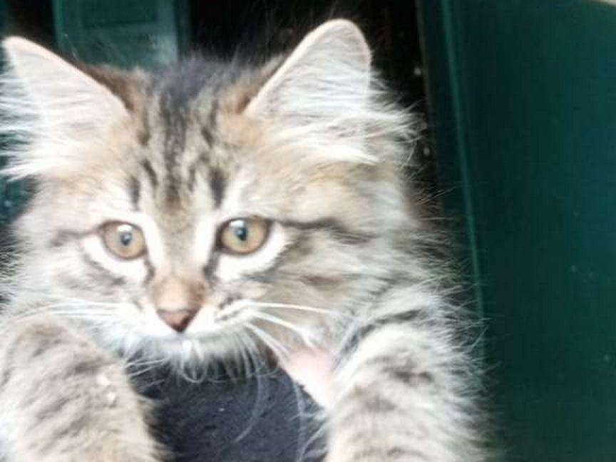 Кошка в дар бесплатно