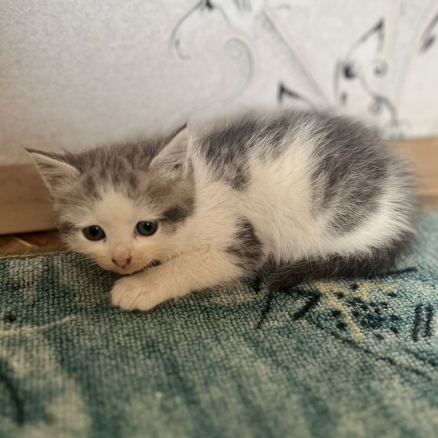 Отдам котенка в добрые руки 2 девочки