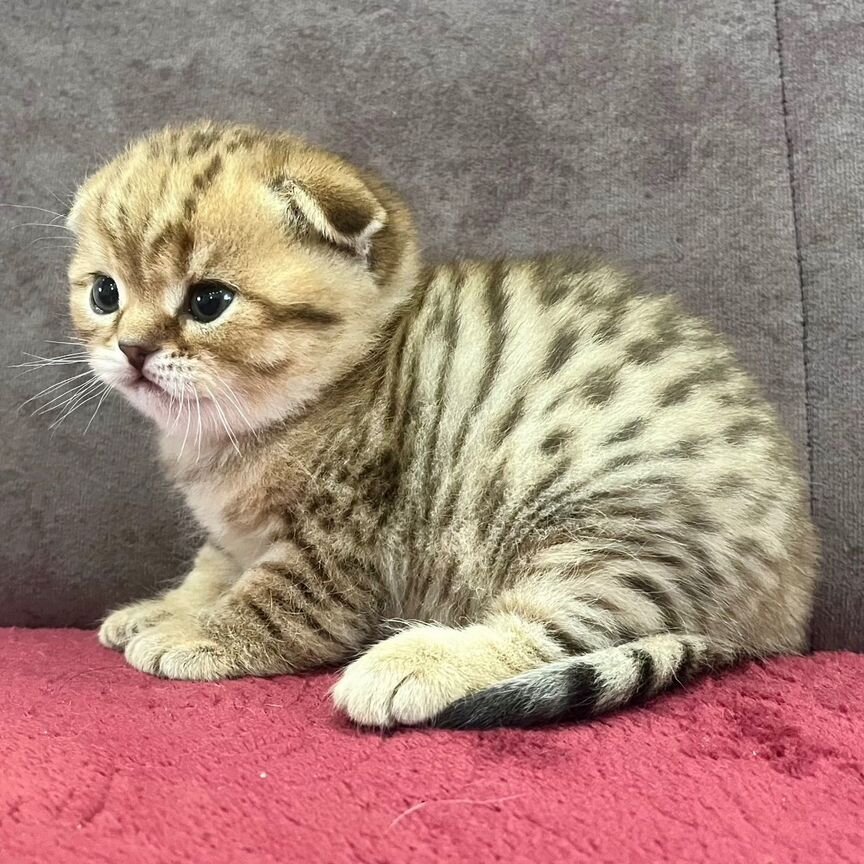 Шотландский вислоухий короткошёрстный котёнок