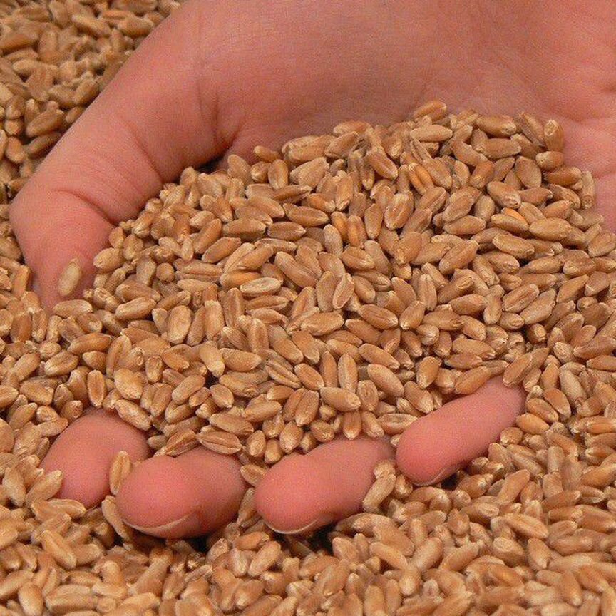 Пшеница зерно