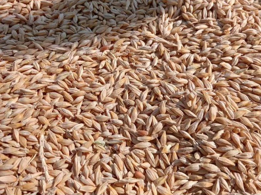 Семечко, Кормовой ячмень корма