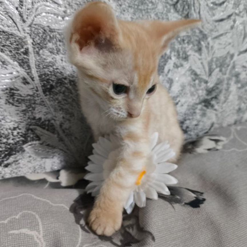 Котята