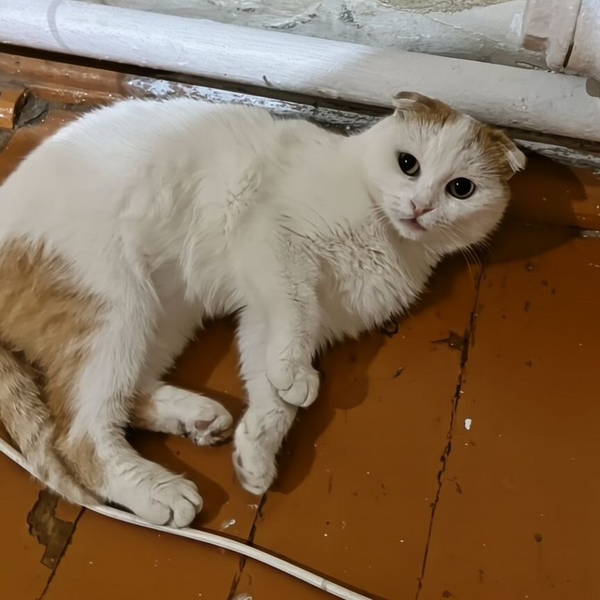 Шотландский вислоухий короткошёрстный котёнок