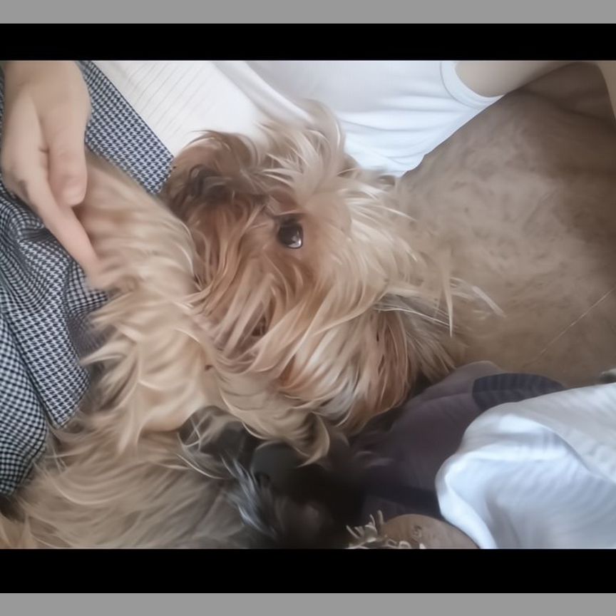 Йоркширский терьер, щенок