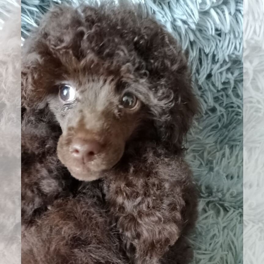 Пудель, щенок