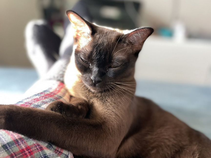 Бурманская кошка