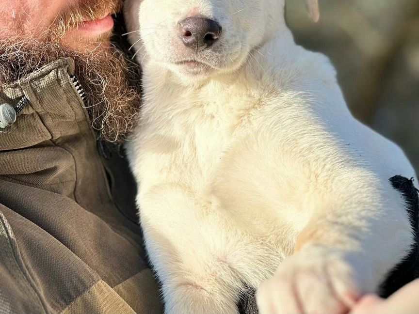 Щенок милаш со складочками ждет свою семью