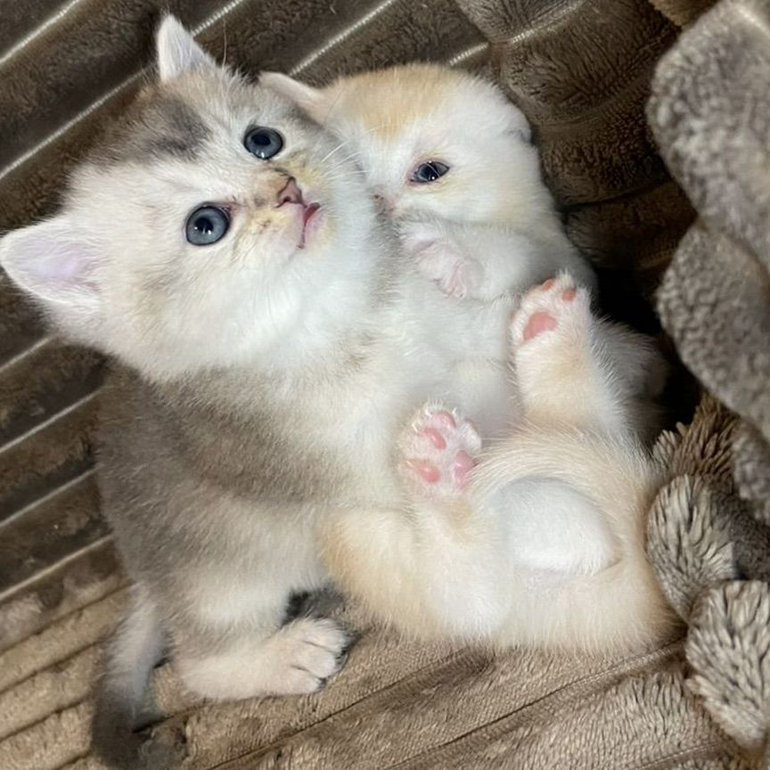 Шотландский прямоухий короткошёрстный котёнок