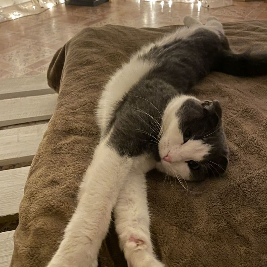 Котёнок в добрые руки