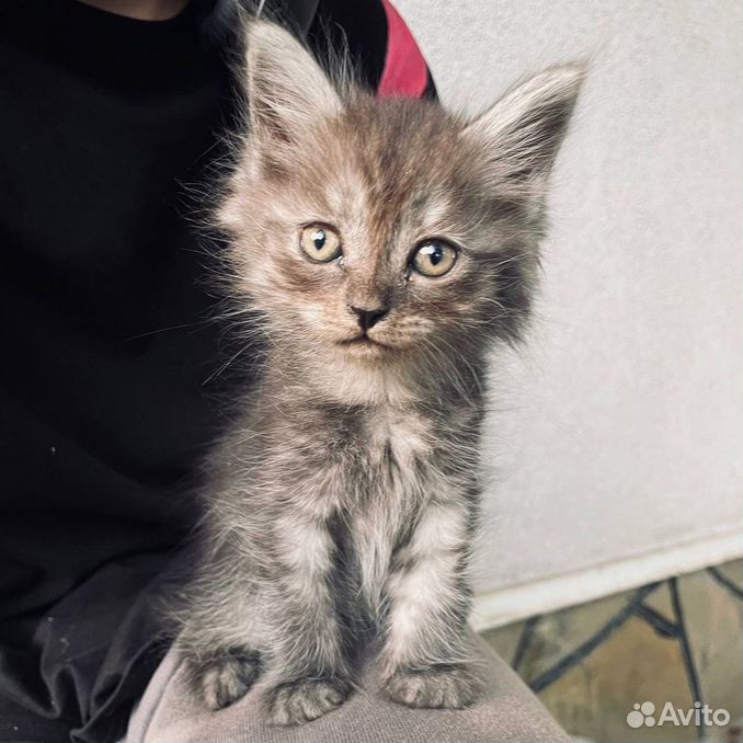Коти-обормоти