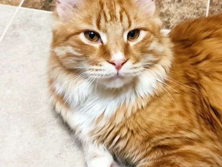 Майн Кун вязка