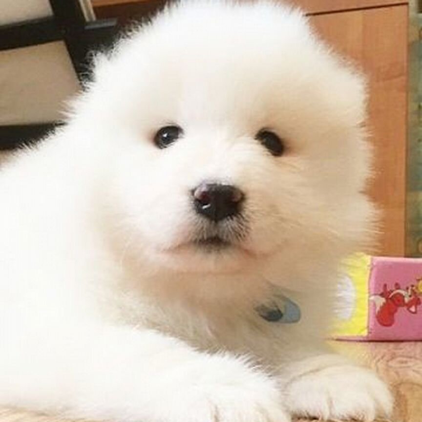 Самоедики щенята