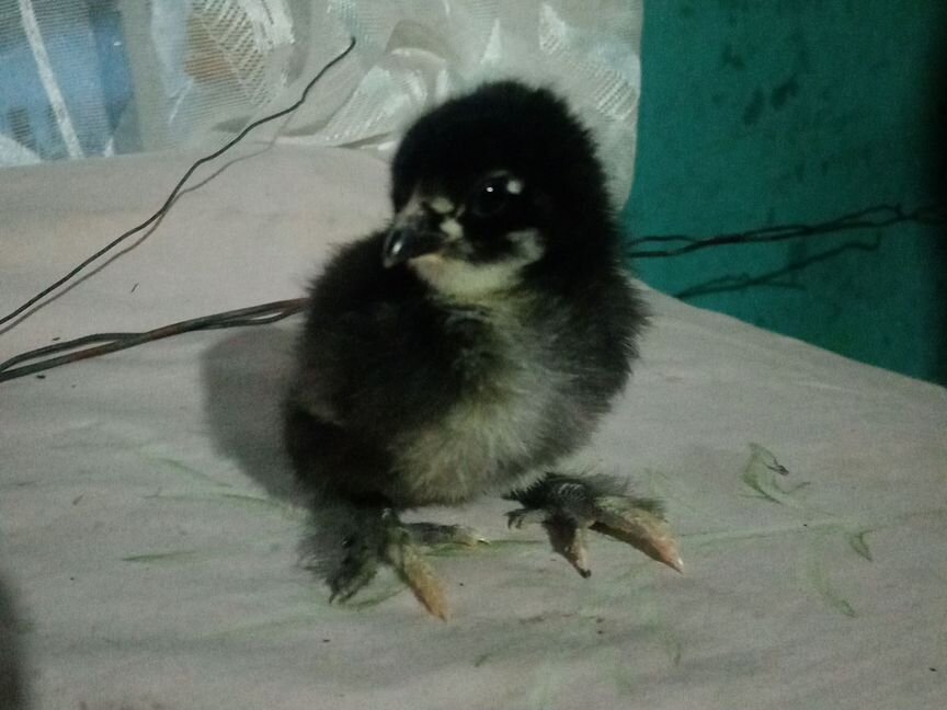 Принимаю заказы на цыплят кохинхин