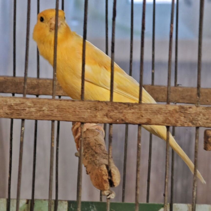 Продам певчего кенара