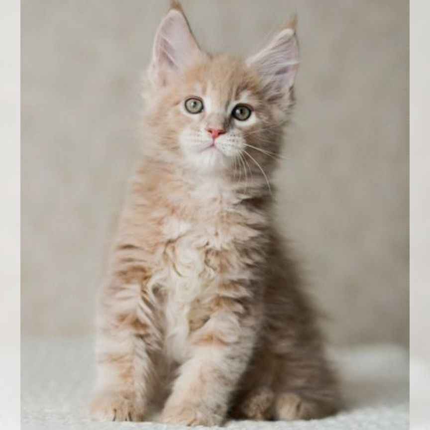 Мейн-кун котёнок