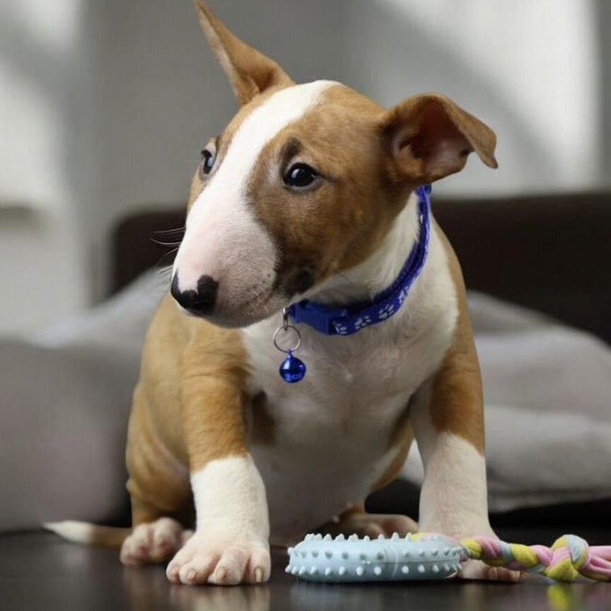 Бультерьер, щенок