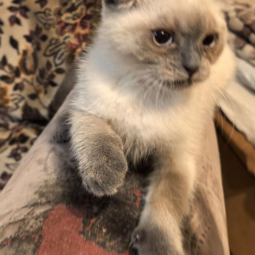 Котёнок