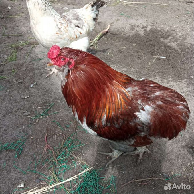 Петух Араукан 1.5 года