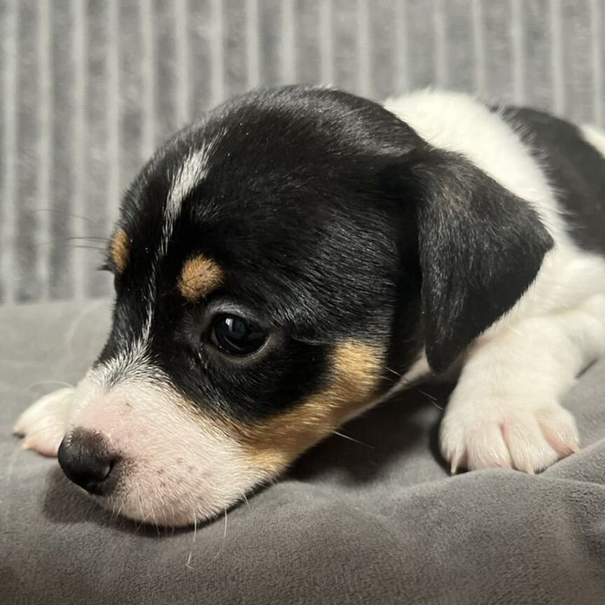 Джек-рассел-терьер, щенок