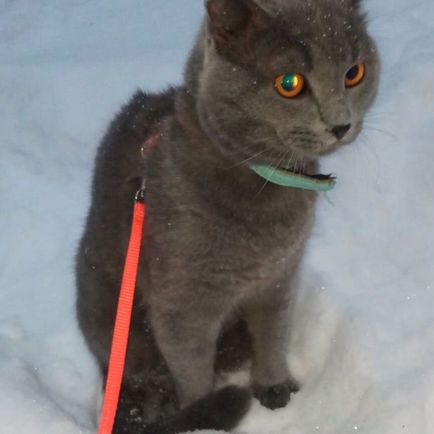 Подарю котёнка