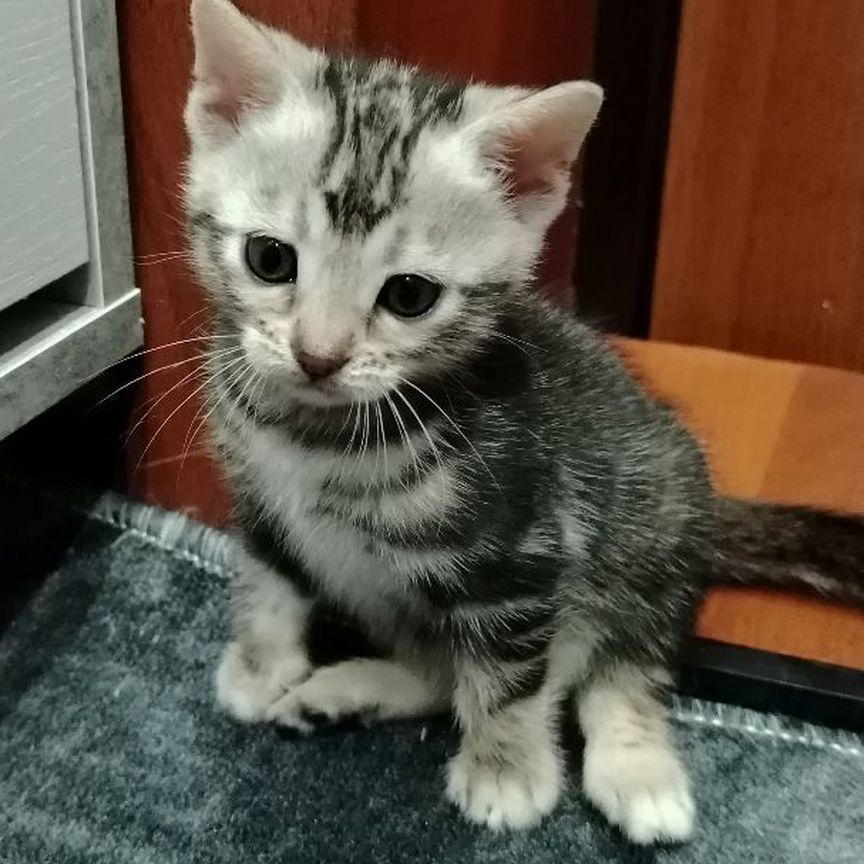 Бенгальские котята