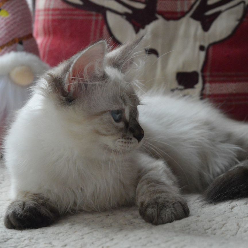 Очаровательный котик