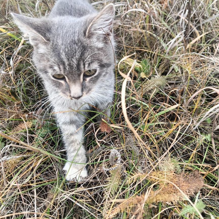 Один в поле котенок