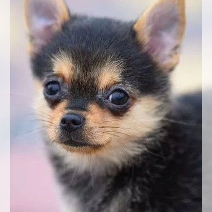 Чихуахуа, щенок