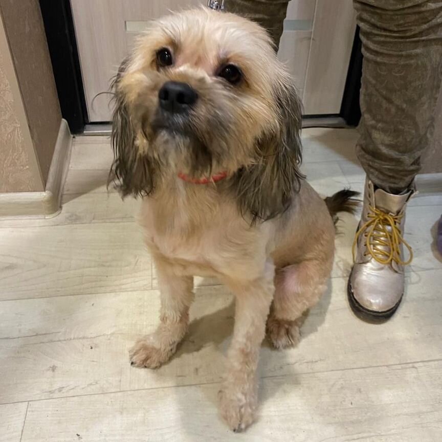 Йоркширский терьер, взрослая собака