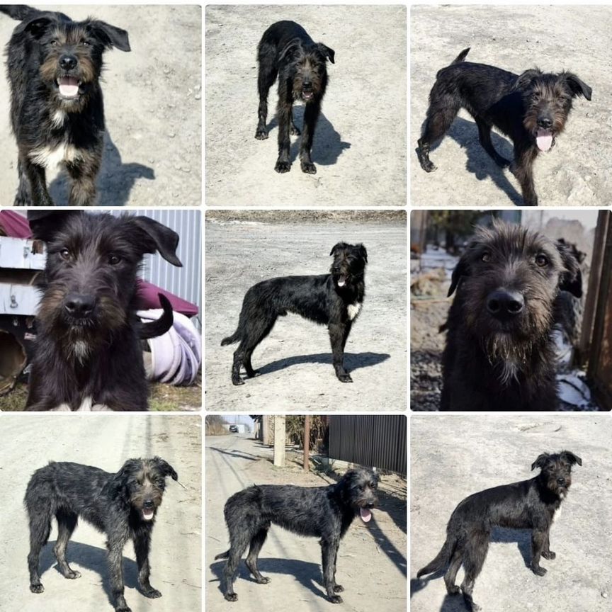 Собаки из приюта