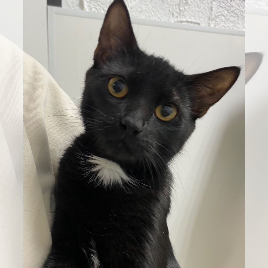 Черный котенок с детства в клетке, ищет дом