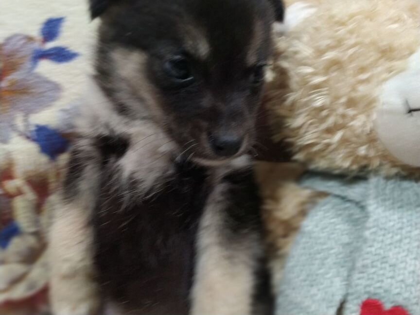 Щенки вырастут средние по размеру