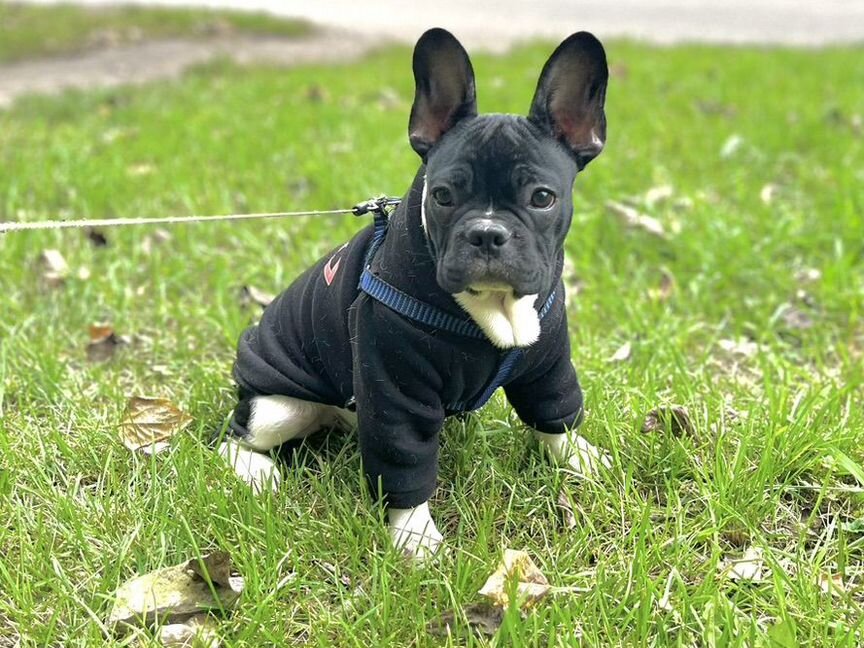 Щенок французский бульдог