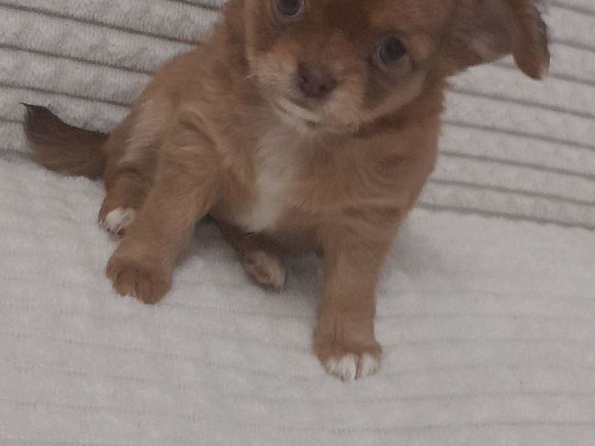 Чихуахуа малышка