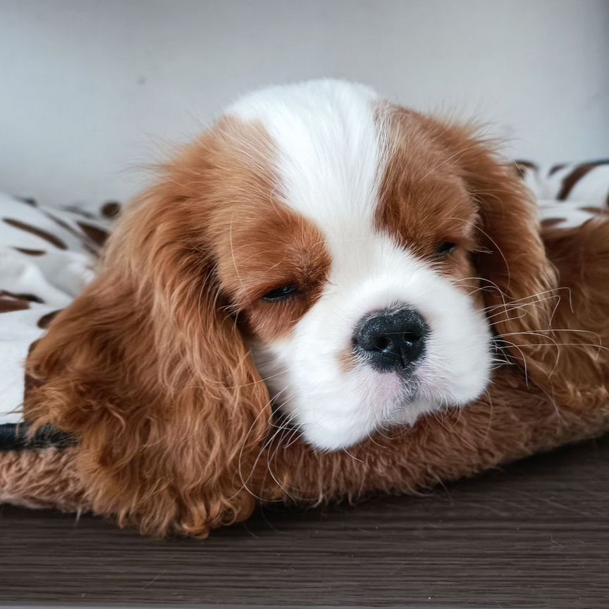 Кавалер кинг-чарльз-спаниель, щенок