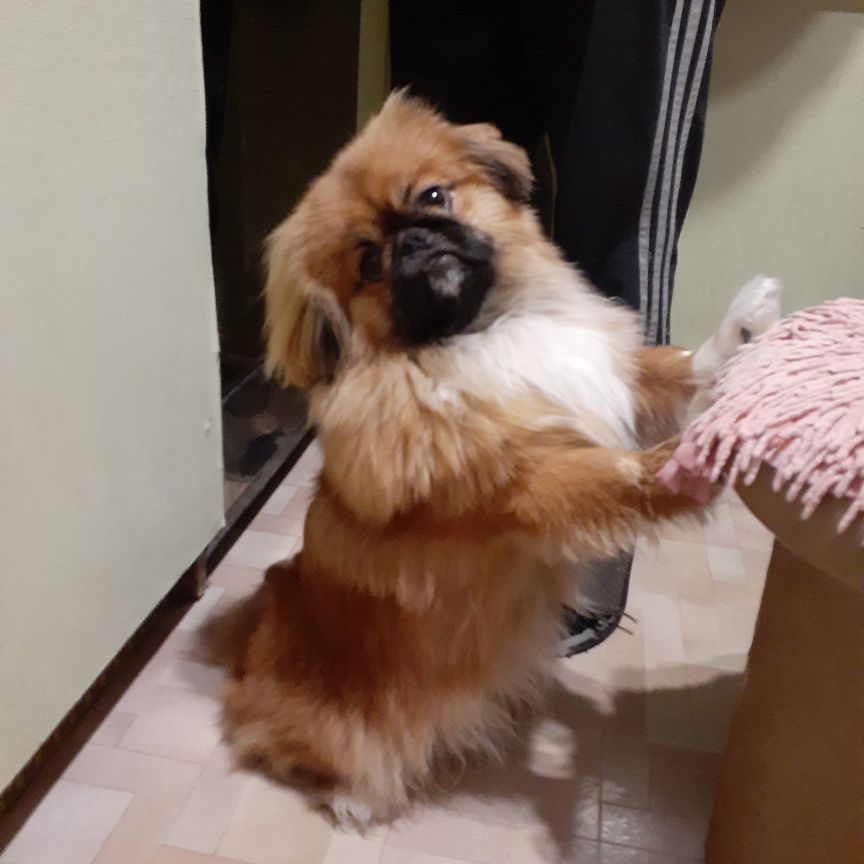 Пекинес в добрые руки