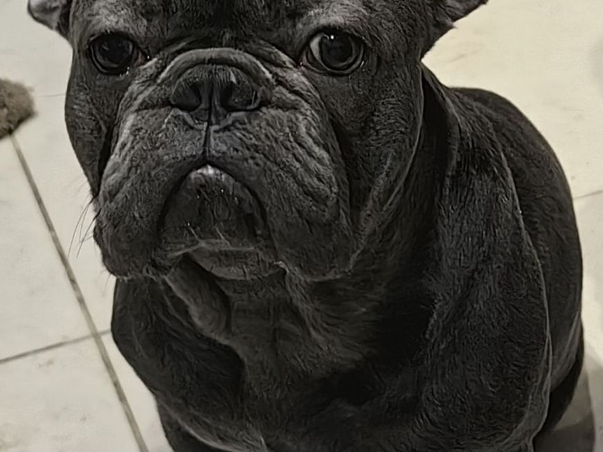 Французский бульдог