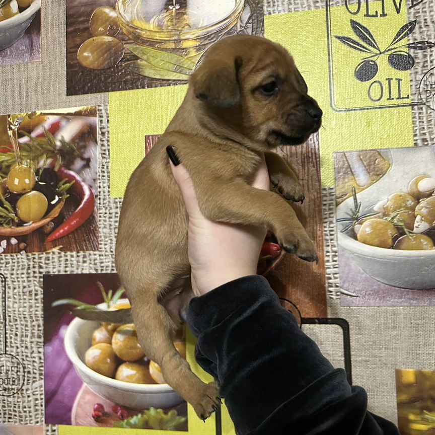 Той-терьер щенки