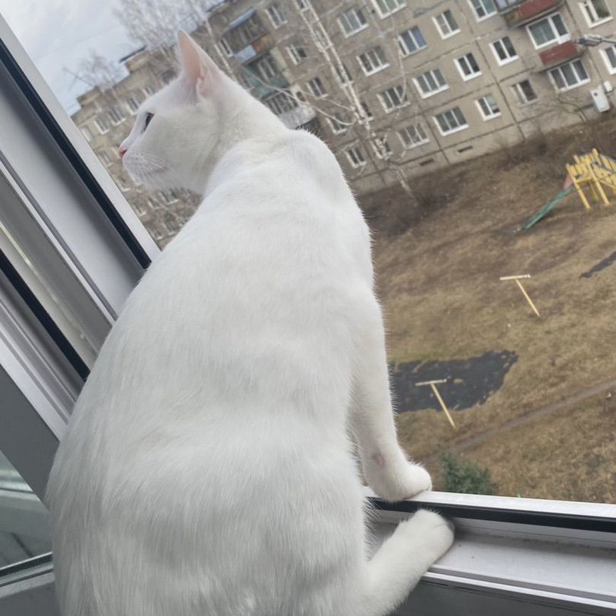 Кот