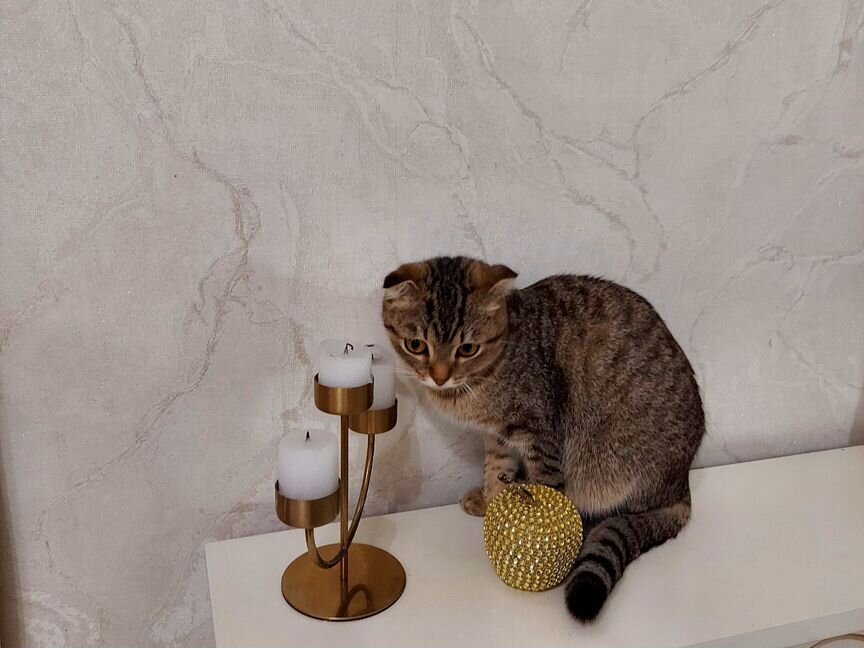 Шотландская вислоухая кошка