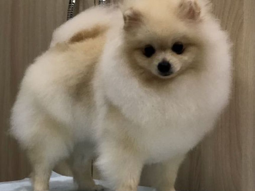 Померанский шпиц