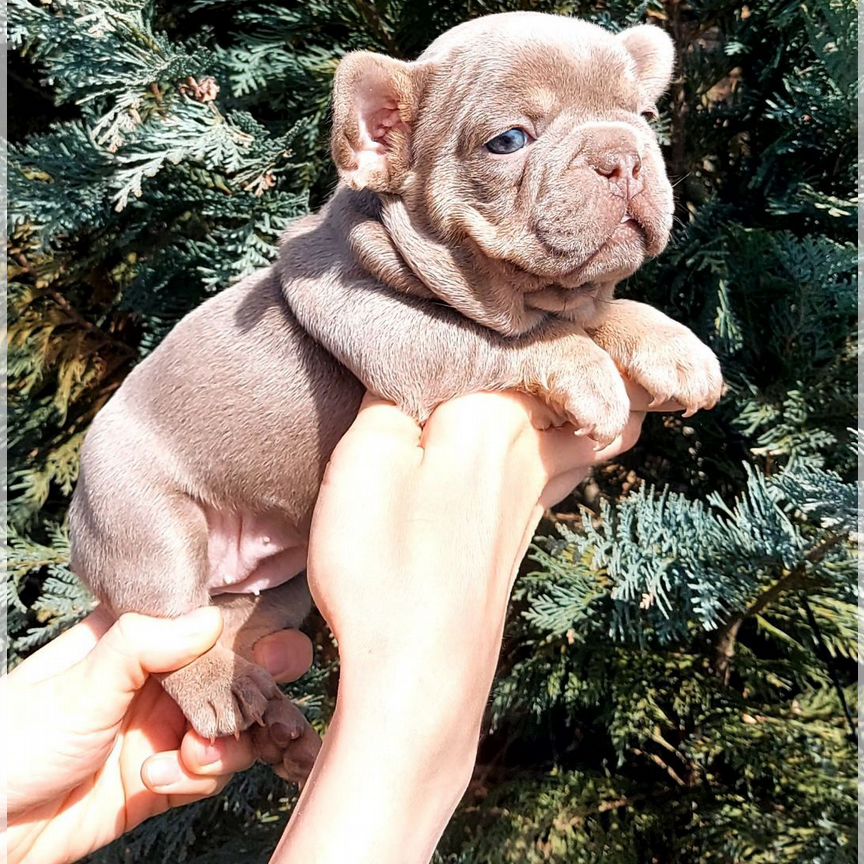 Французский бульдог, щенок