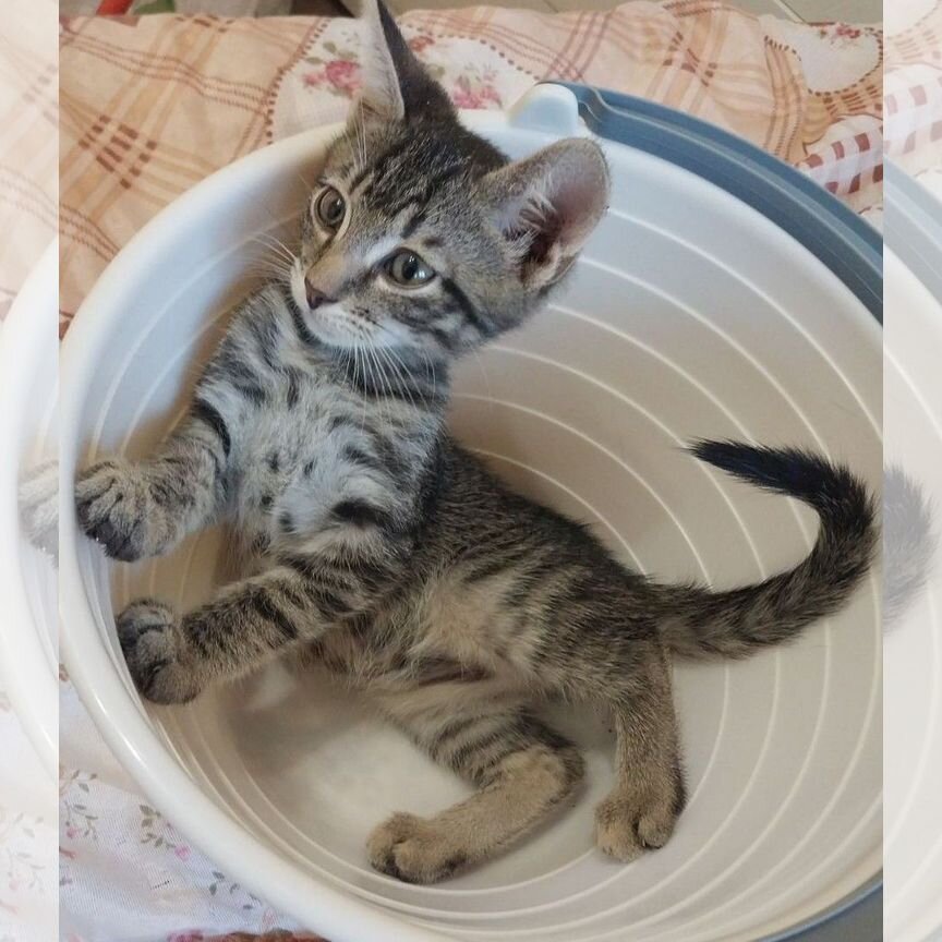 Котик-полосатик (2 мес.) в добрые руки