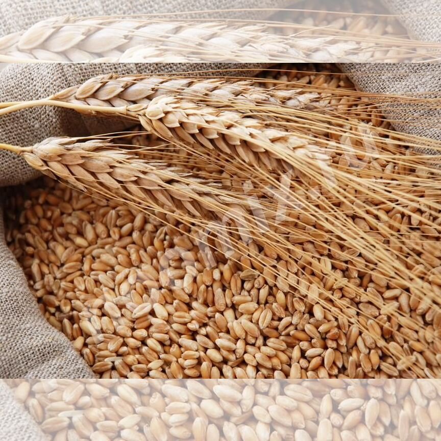 Зерно пшеница