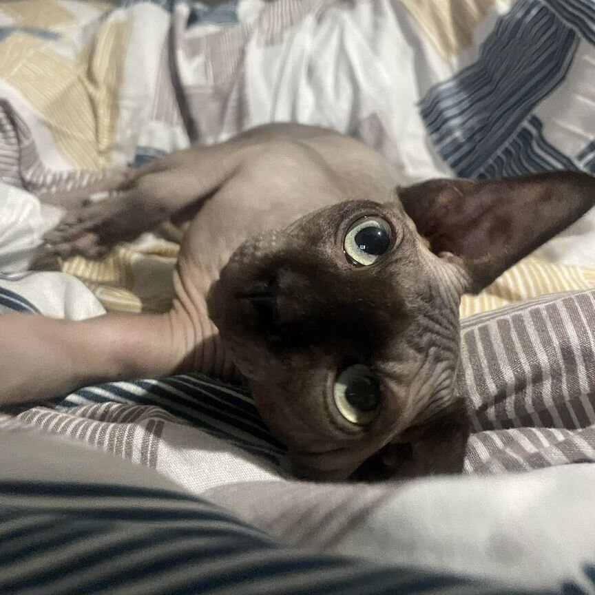 Канадский сфинкс котёнок