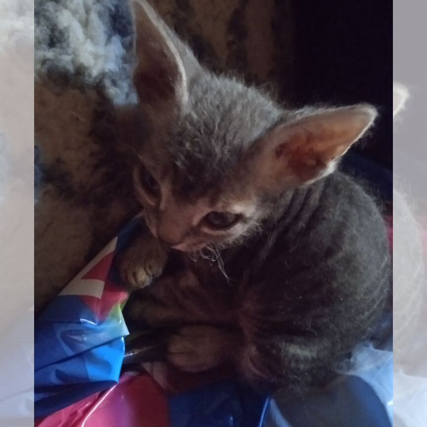 Донской сфинкс котёнок