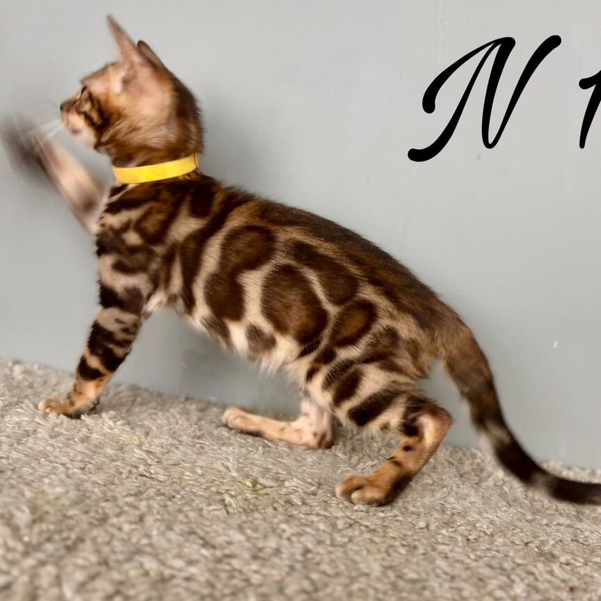 Бенгальские котята